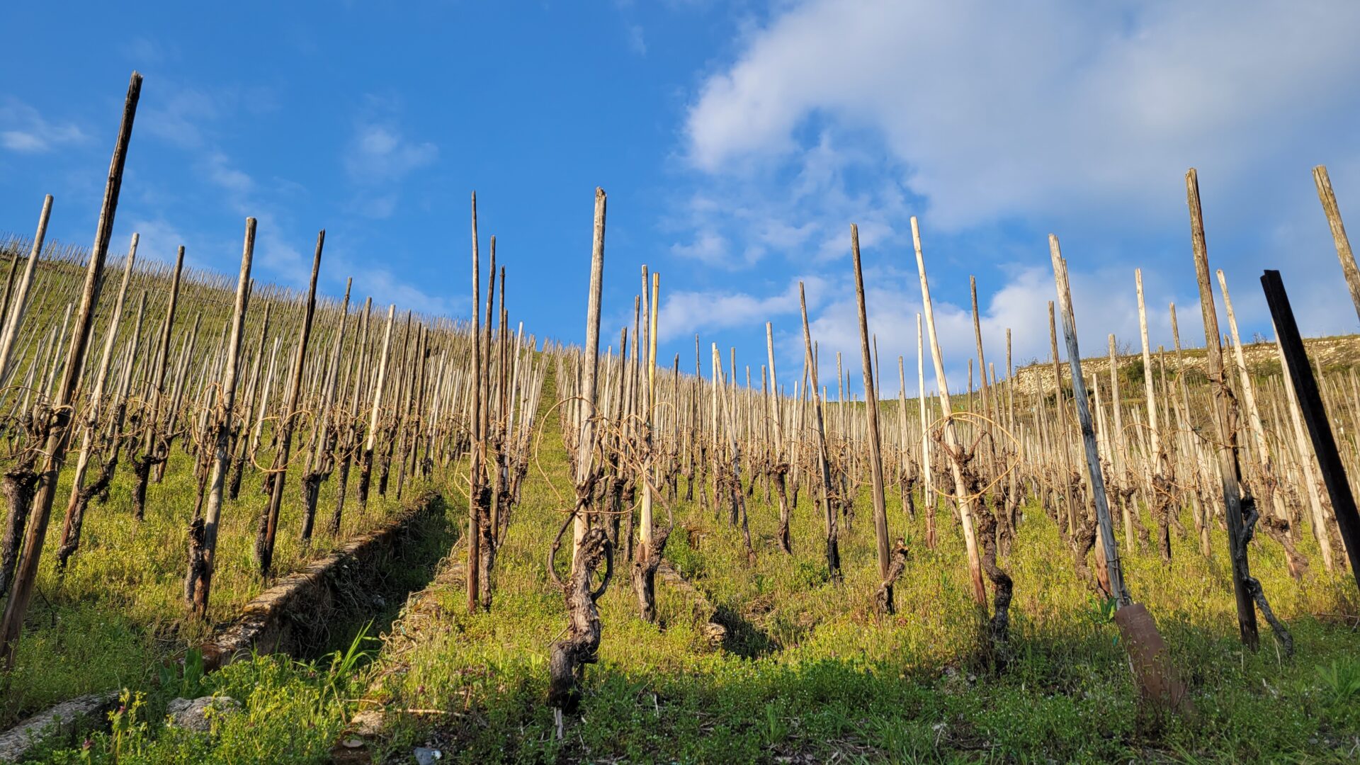 Dee Vine - Springboard Wine Company