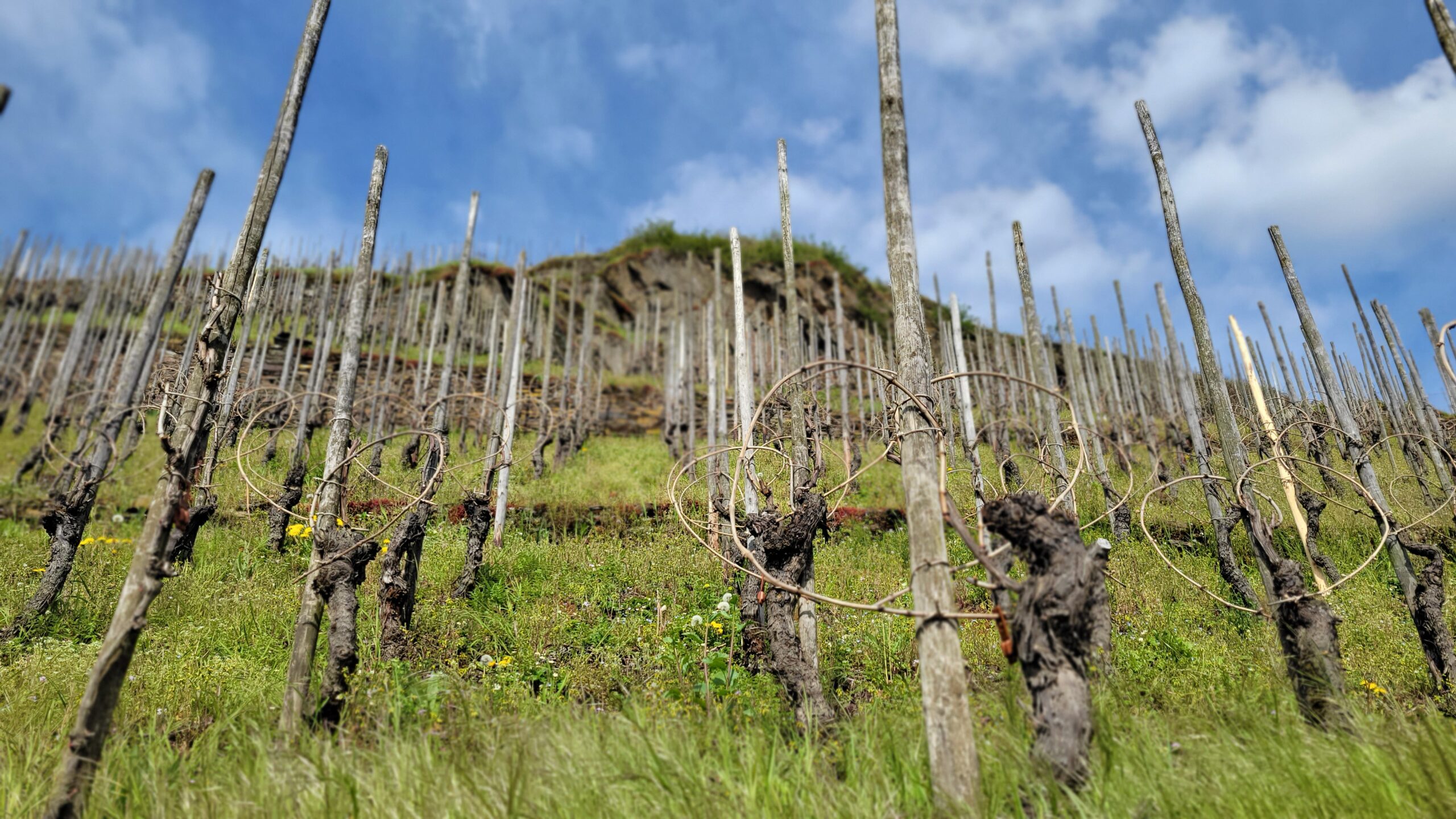 Dee Vine - Springboard Wine Company